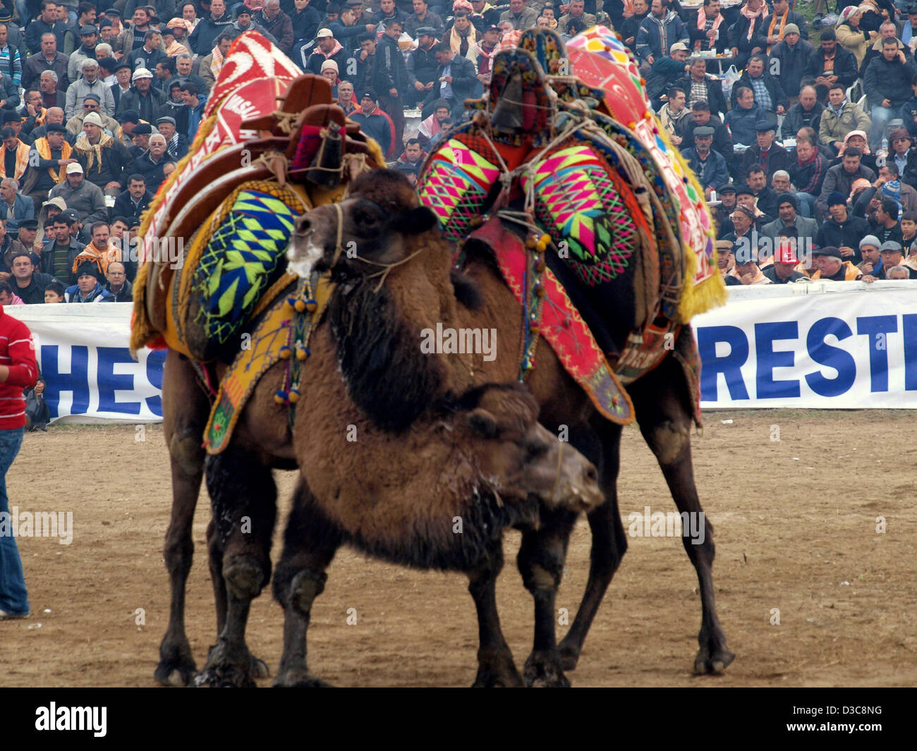 Camels wrestling as crowd watches during Selcuk-Efes Camel Wrestling ...