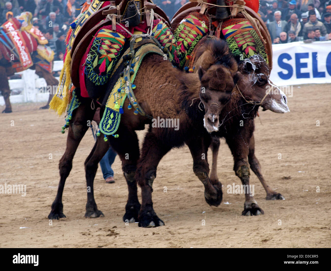 Camels wrestling as crowd watches during Selcuk-Efes Camel Wrestling ...