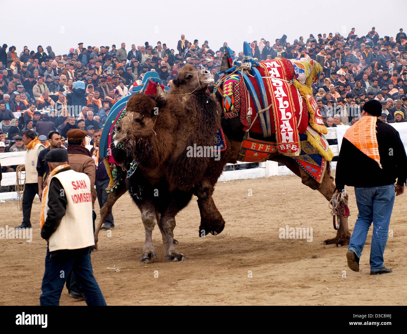 Camels wrestling as crowd watches during Selcuk-Efes Camel Wrestling ...