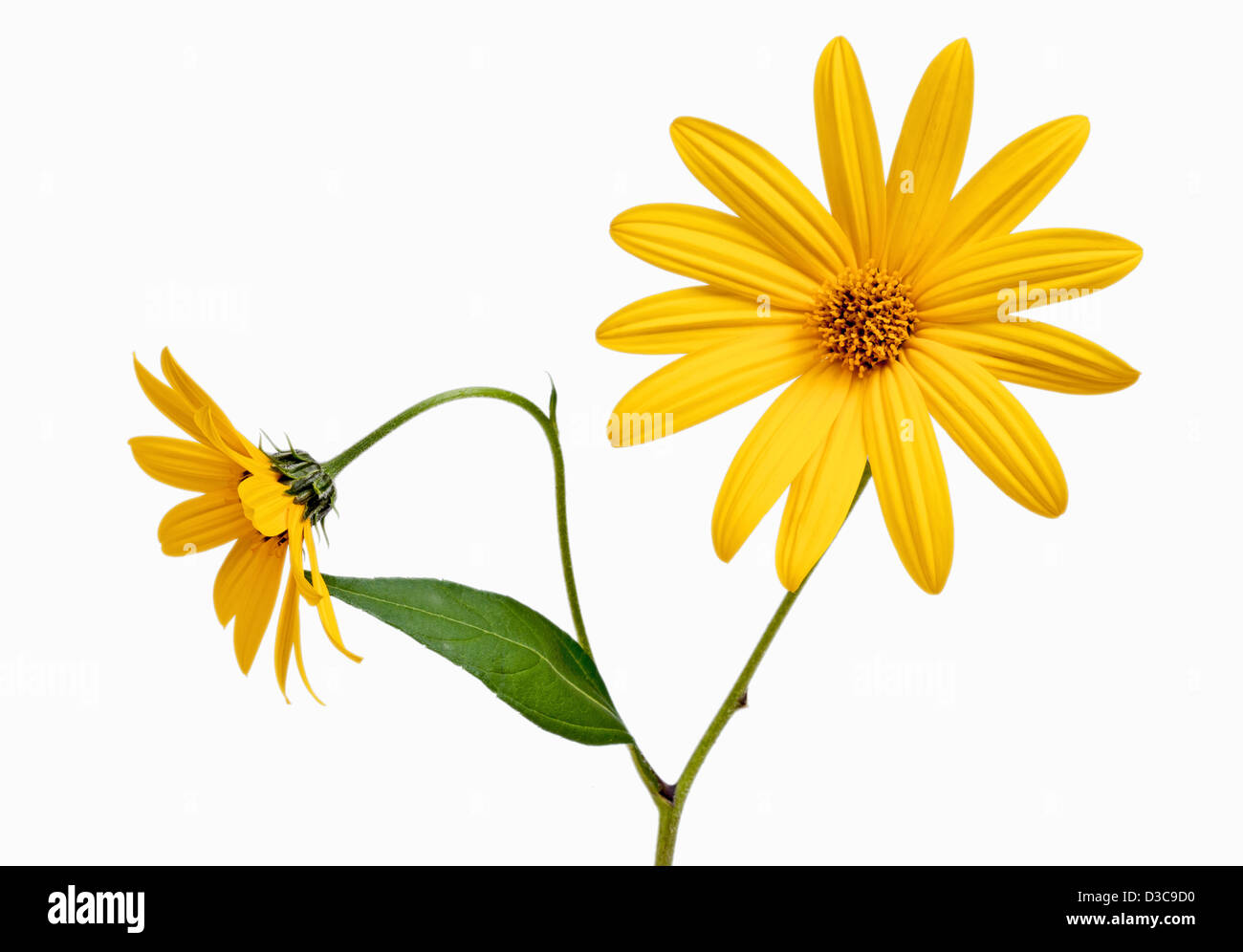 Two yellow daisy on white isolated Stock Photo - Alamy