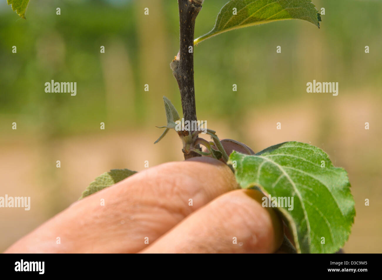 Pruning cut of tall spindle apple trees Stock Photo - Alamy