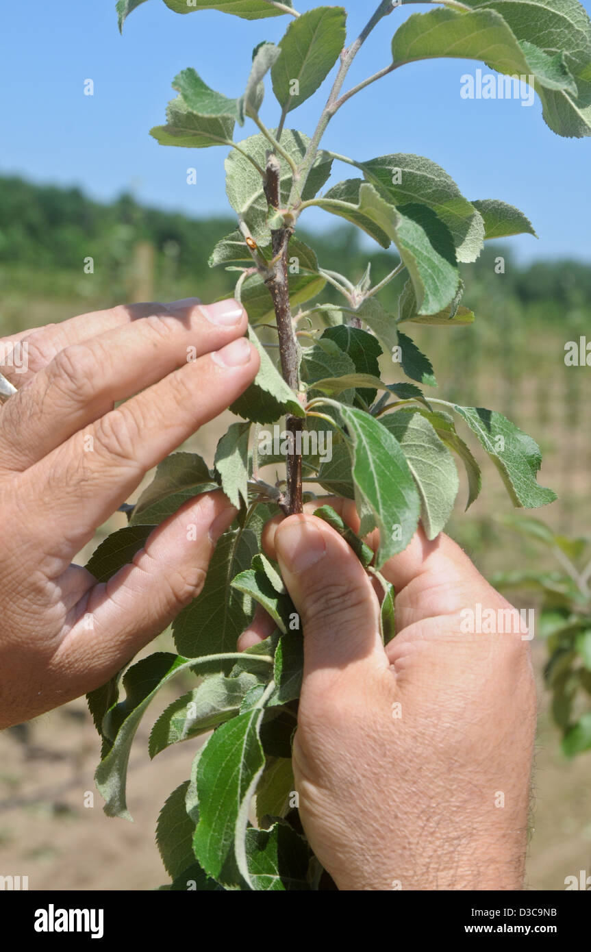 Pruning cut of tall spindle apple trees Stock Photo - Alamy