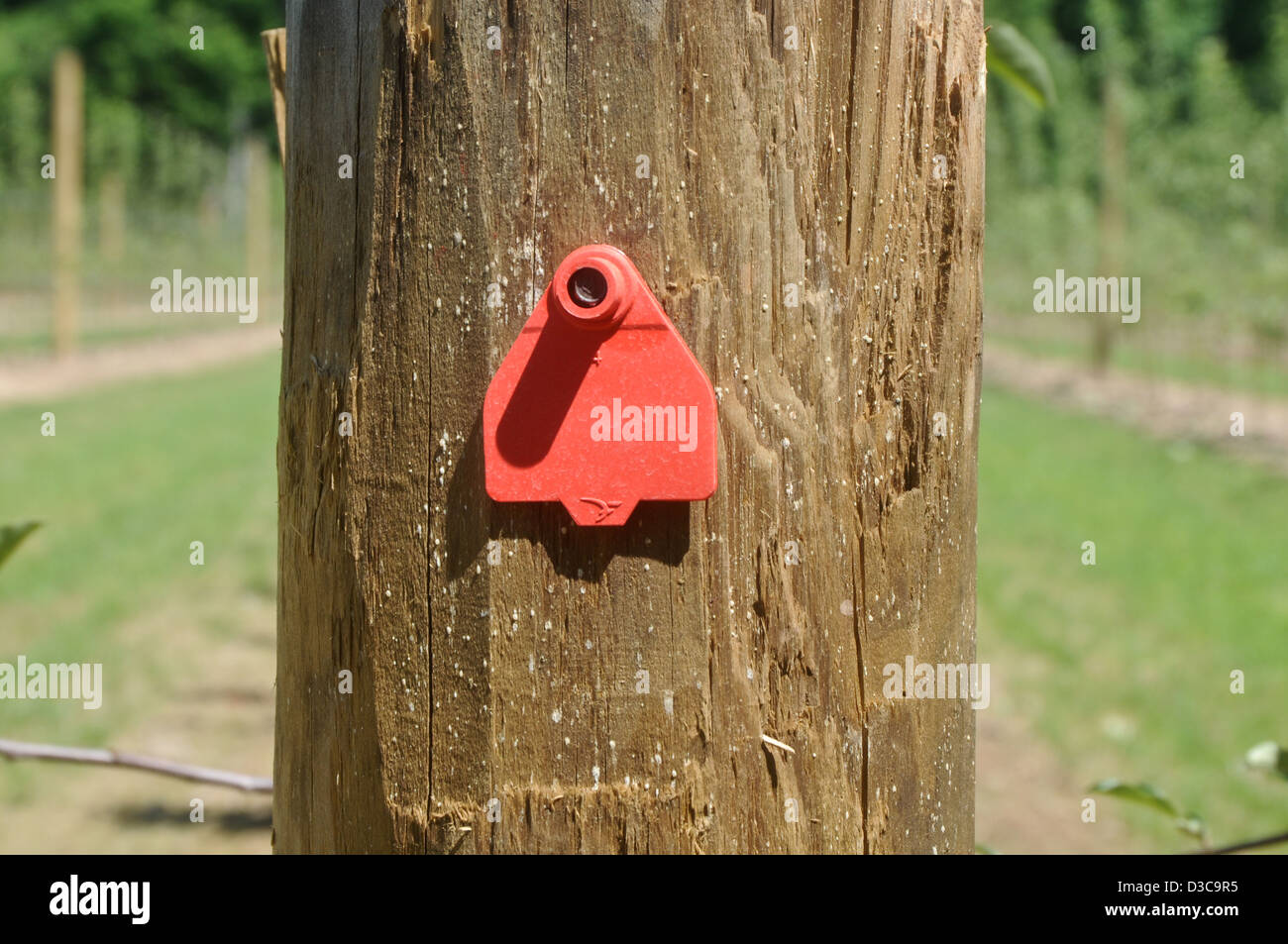 Tag for row of fruit trees Stock Photo - Alamy