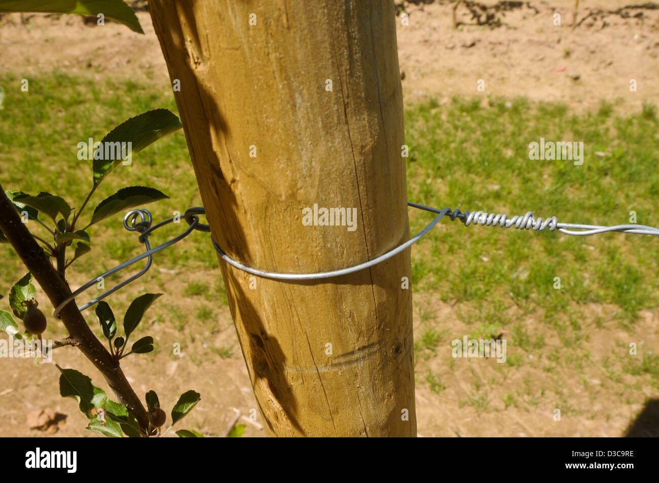 Wire structure for tall spindle apple tree orchard Stock Photo - Alamy