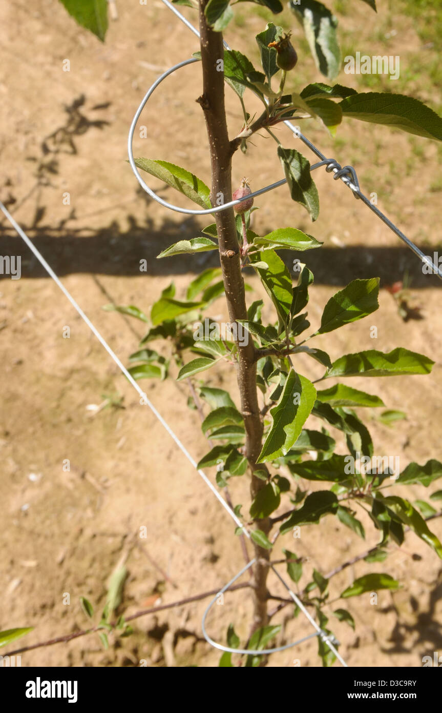 Wire structure for tall spindle apple tree orchard Stock Photo - Alamy