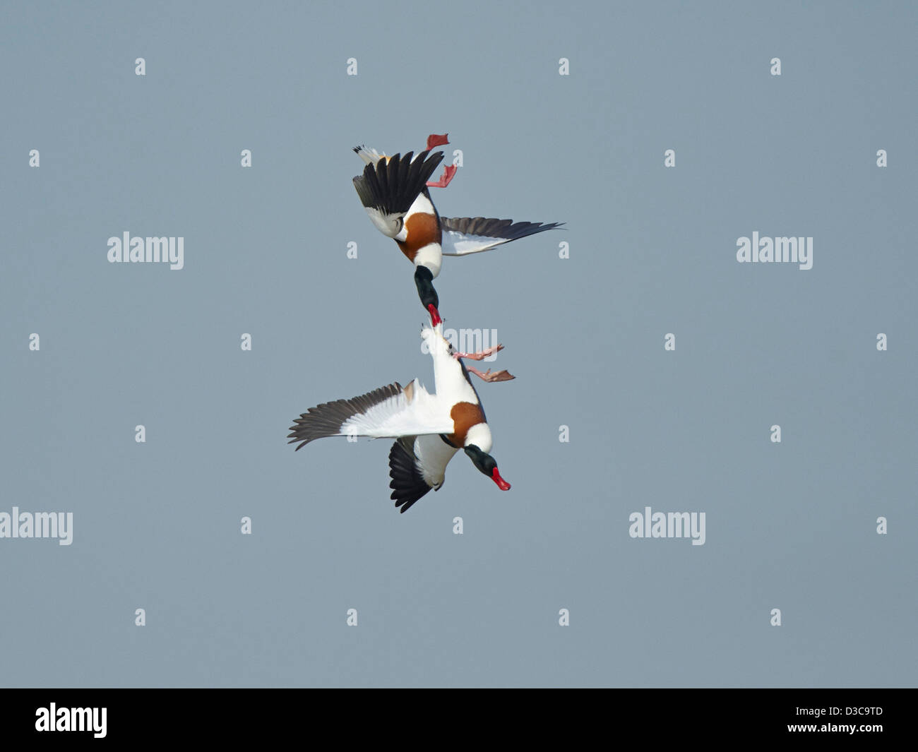 Shelduck in flight Stock Photo - Alamy