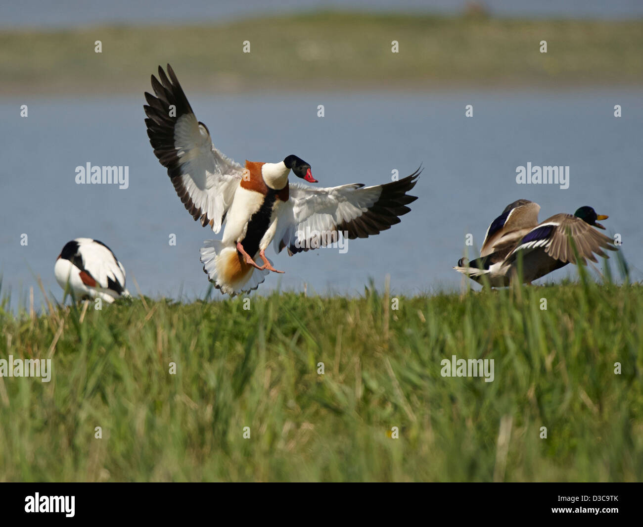 Shelduck in flight Stock Photo - Alamy