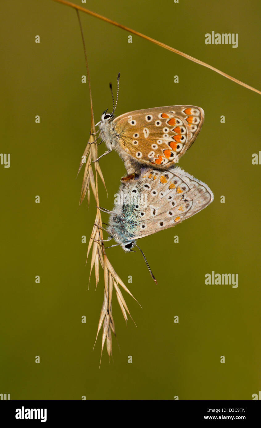 Matting Melissa Blue butterflies (Lycaeides melissa) in spring Stock ...