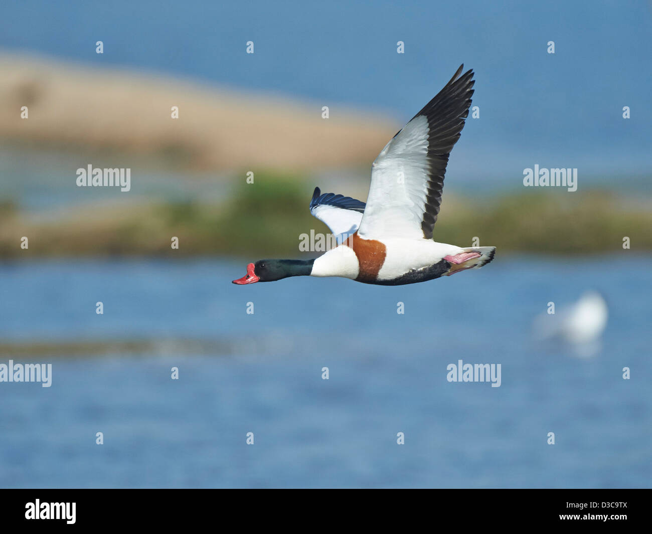 Shelduck in hi-res stock photography and images - Alamy