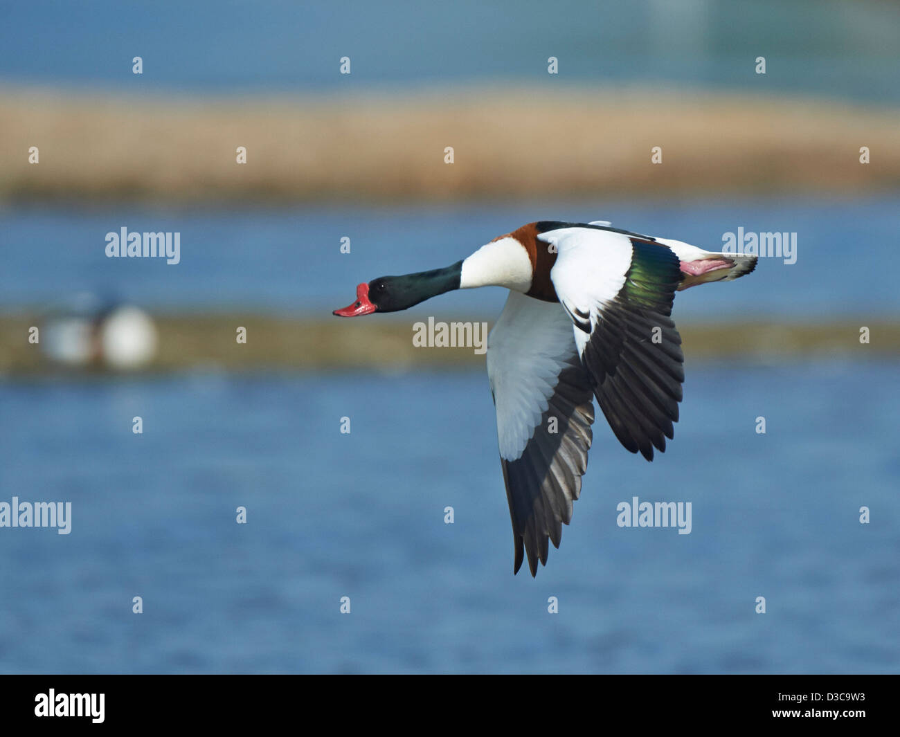 Shelduck in flight Stock Photo - Alamy