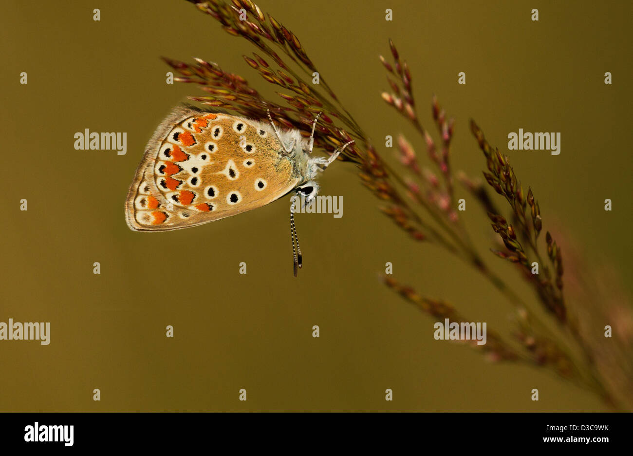 Melissa Blue butterfly (Lycaeides melissa) in spring Stock Photo - Alamy
