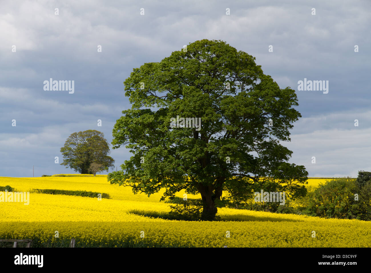 Oilseed rape and mature tree in full foliage. Dappled sunlight lighting ...