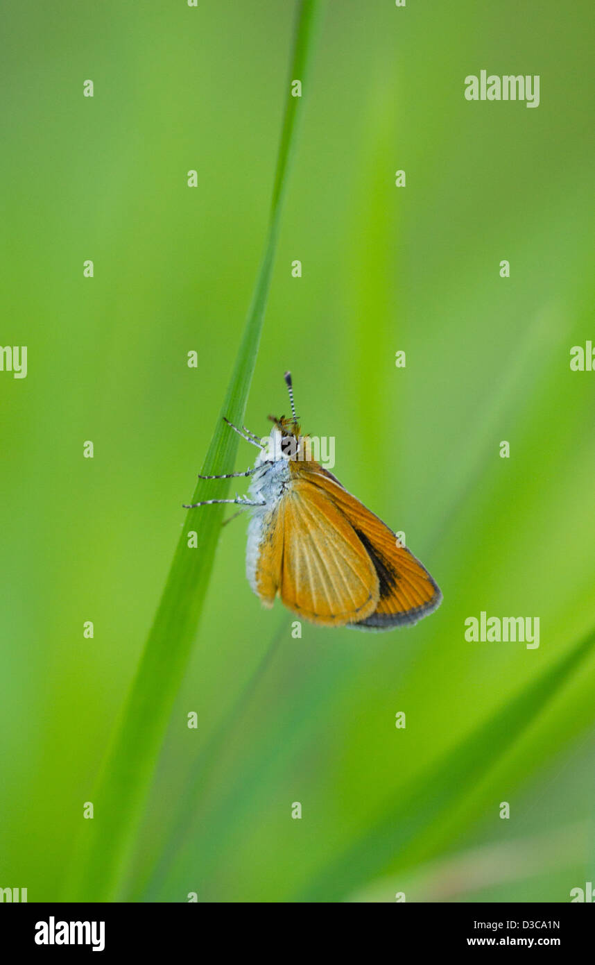 Grass skipper butterflies hi-res stock photography and images - Alamy