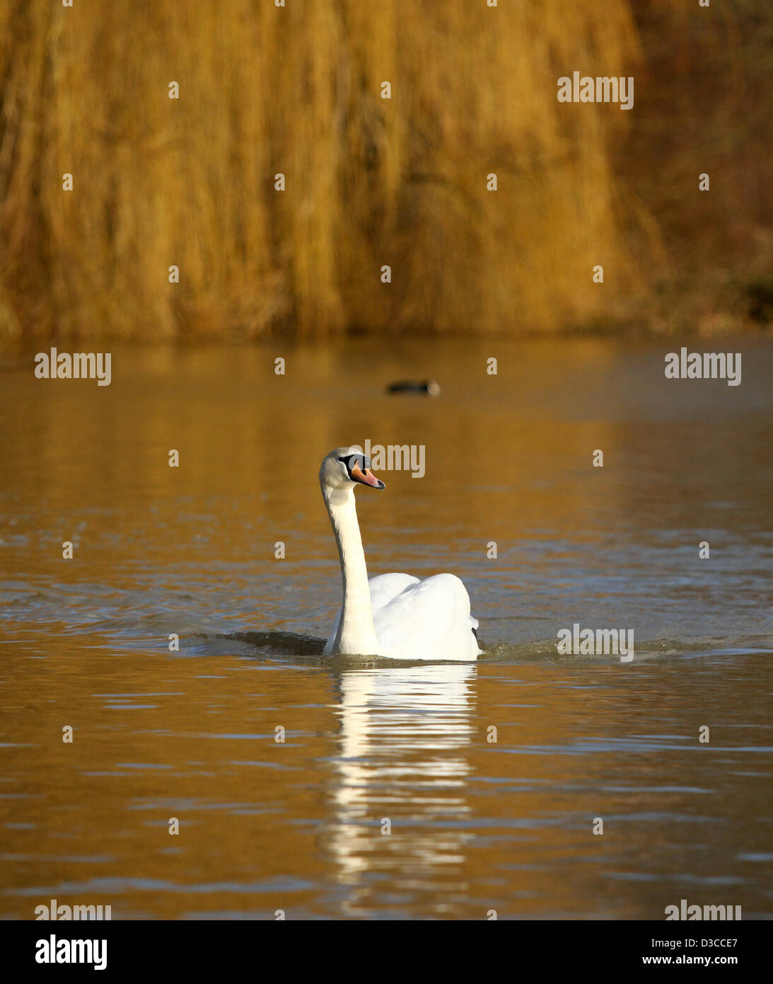 Peterborough, UK Weather February 15, 2013 A swan enjoying the warm ...