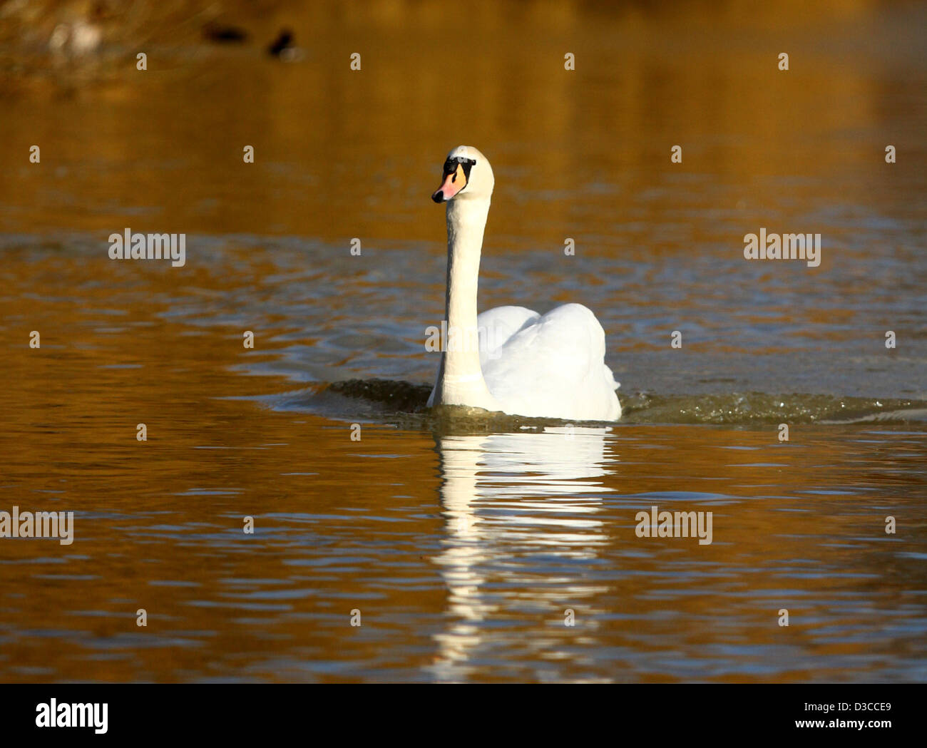 Peterborough, UK Weather February 15, 2013 Lovely golden colours are ...