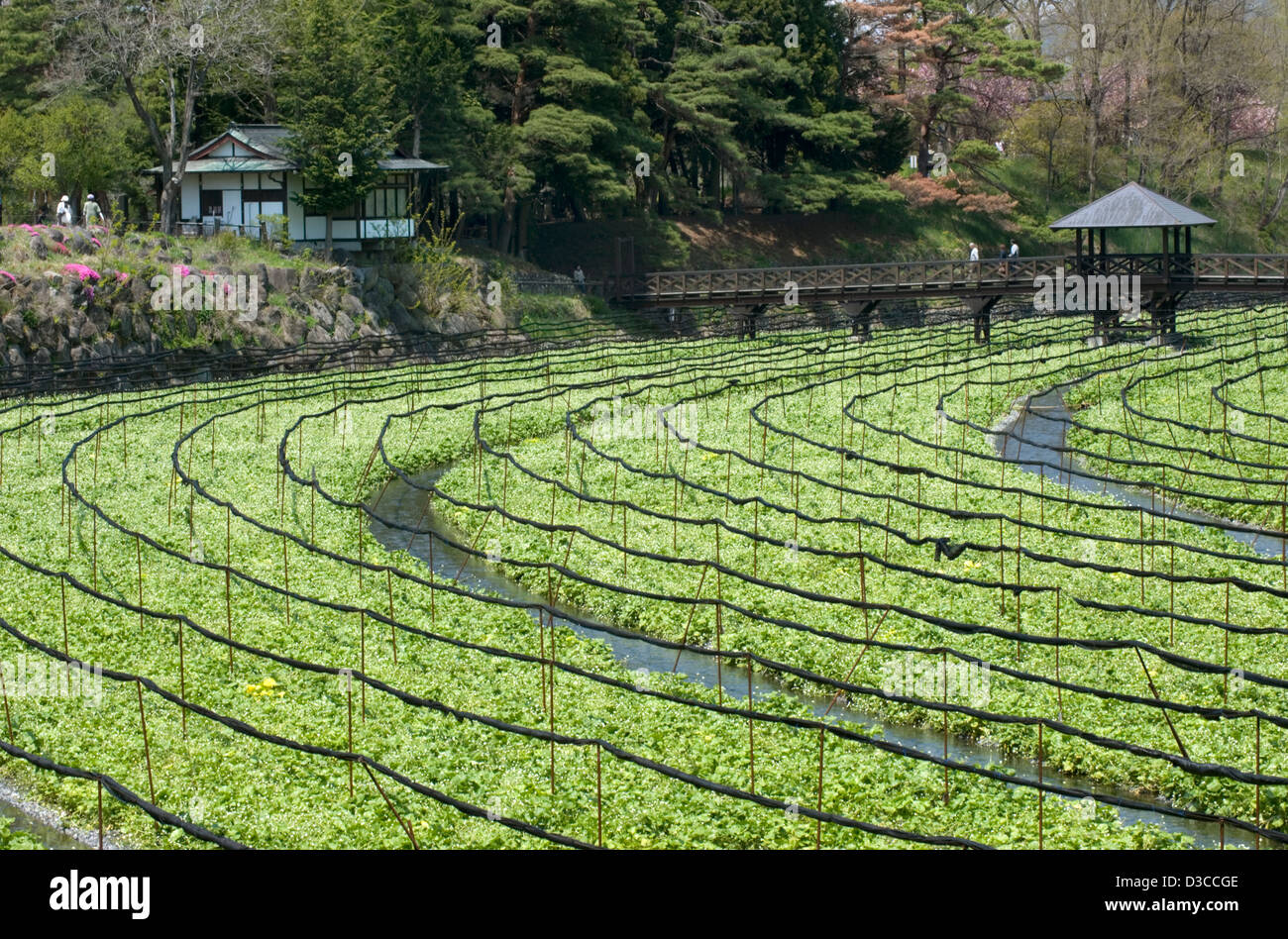 Pedestrian bridge crossing over wasabi horseradish field at Daio Wasabi ...