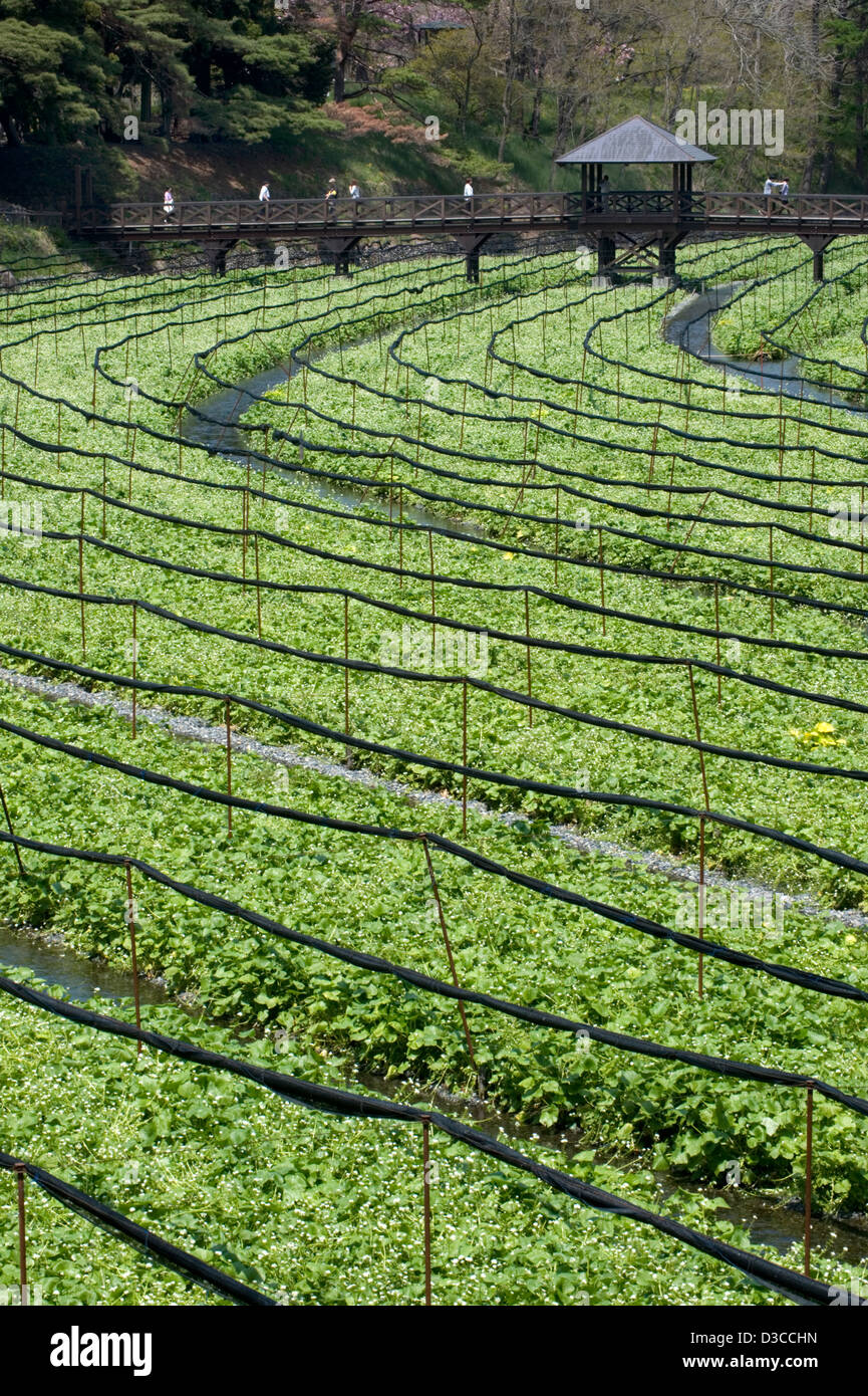 Pedestrian bridge crossing over wasabi horseradish field at Daio Wasabi ...