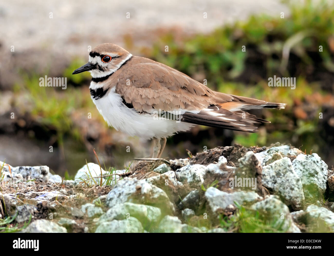 Killdeer bird hi-res stock photography and images - Alamy