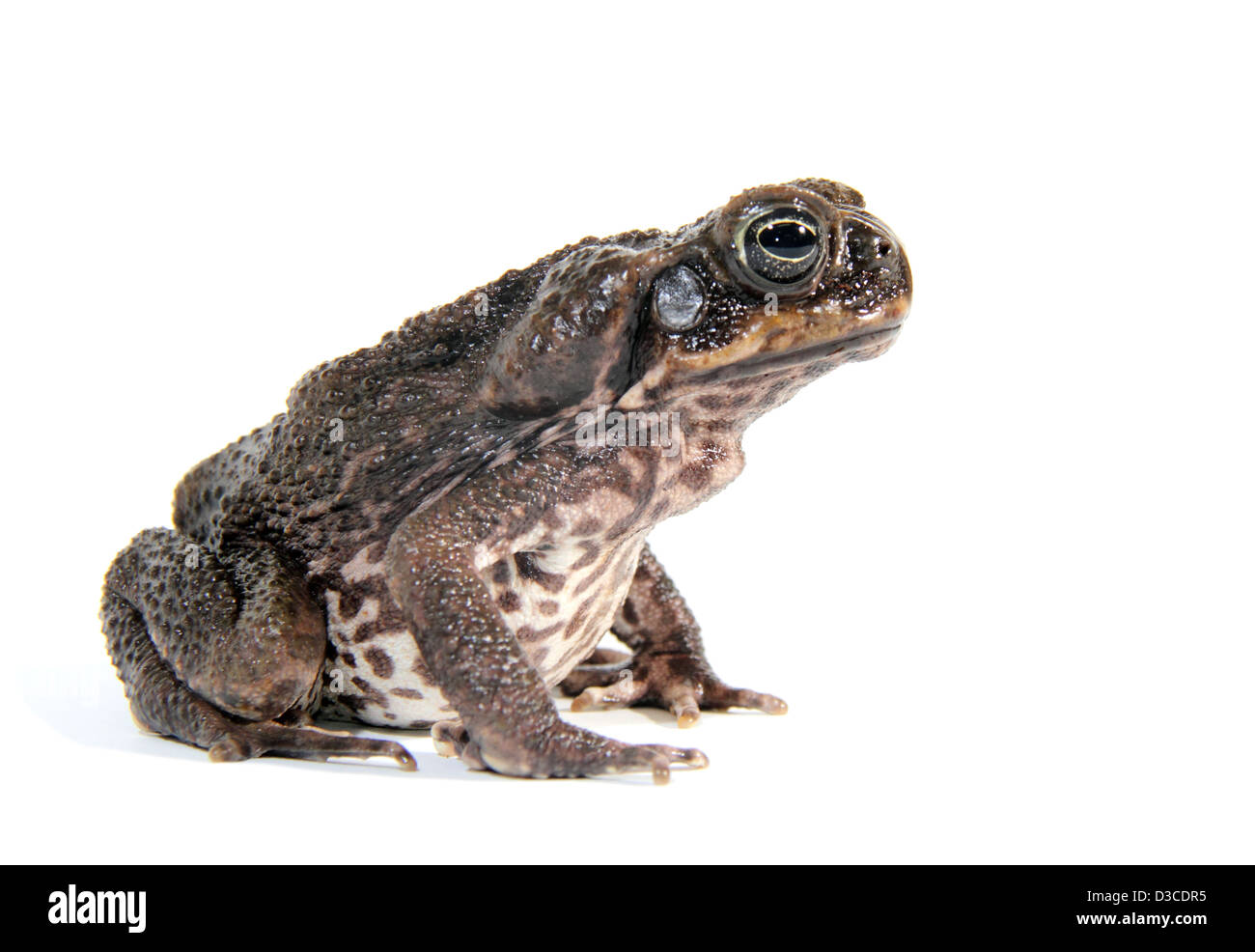 cane toad photographed in a studio suitable for cut-out Stock Photo - Alamy