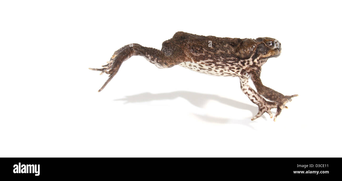 cane toad photographed in a studio suitable for cut-out Stock Photo - Alamy