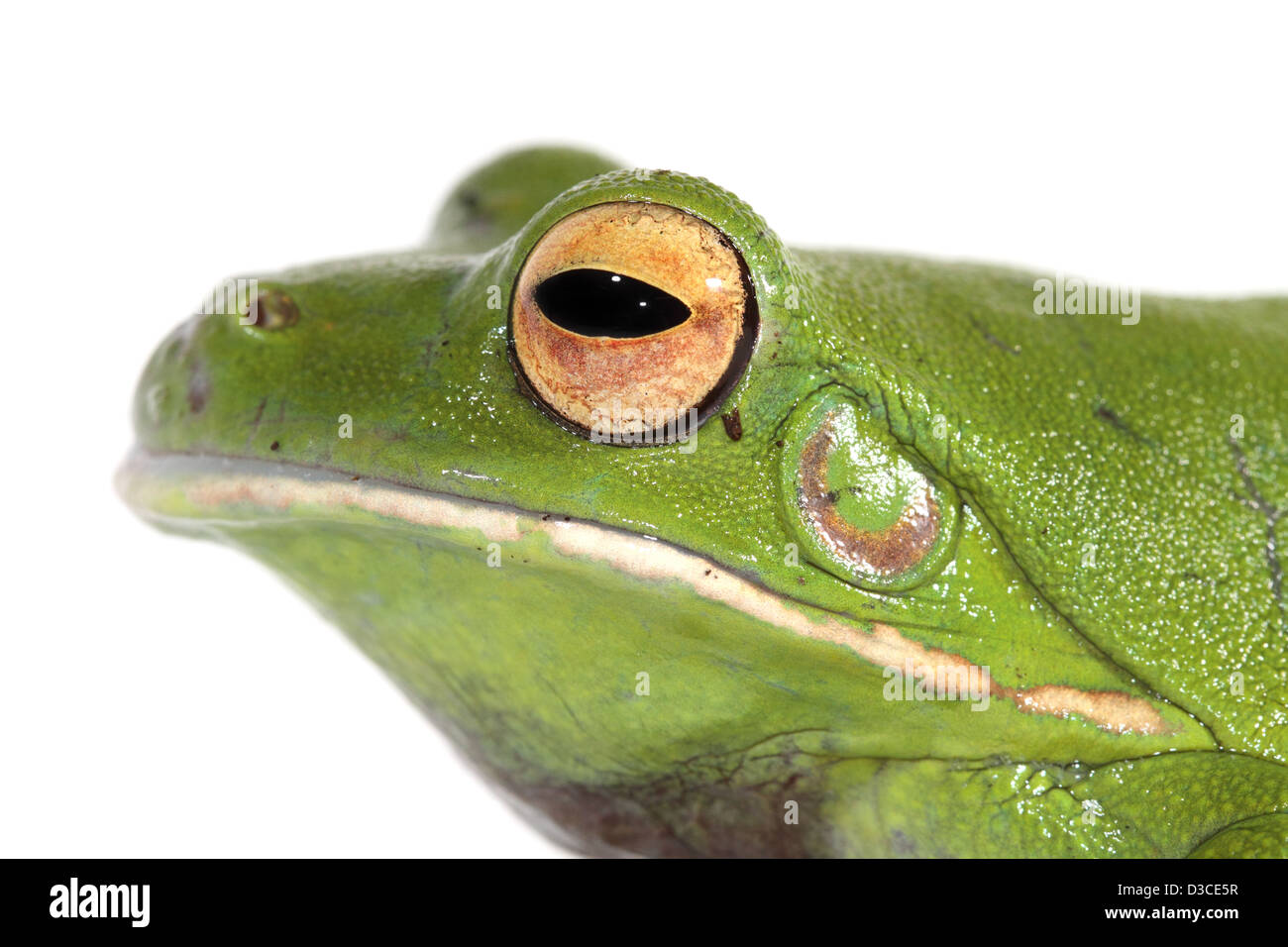 white-lipped tree frog, Litoria infrafrenata, also known as the giant ...