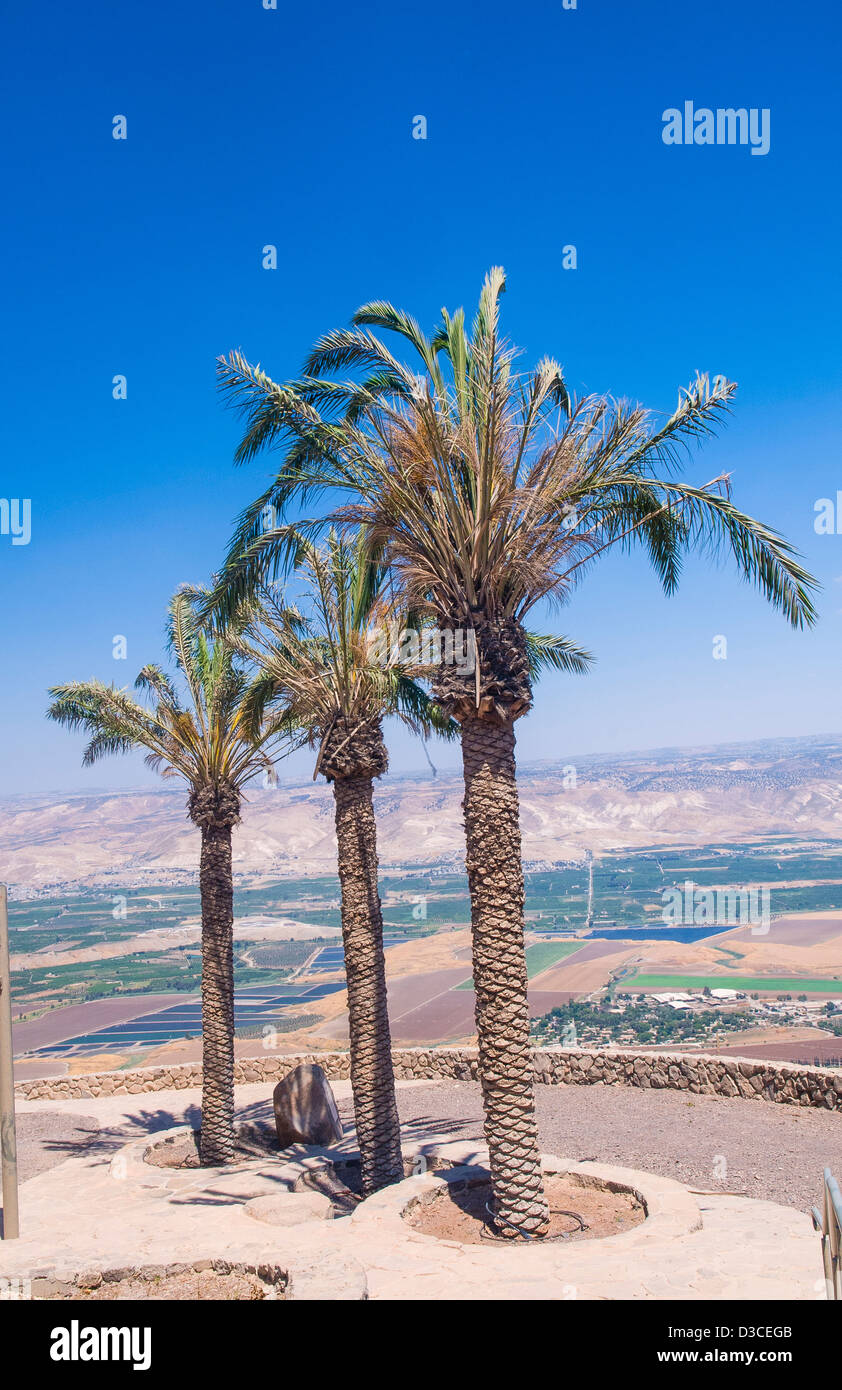 Palm trees and a view To Jordan Valley From Ruins Of The Crusader ...