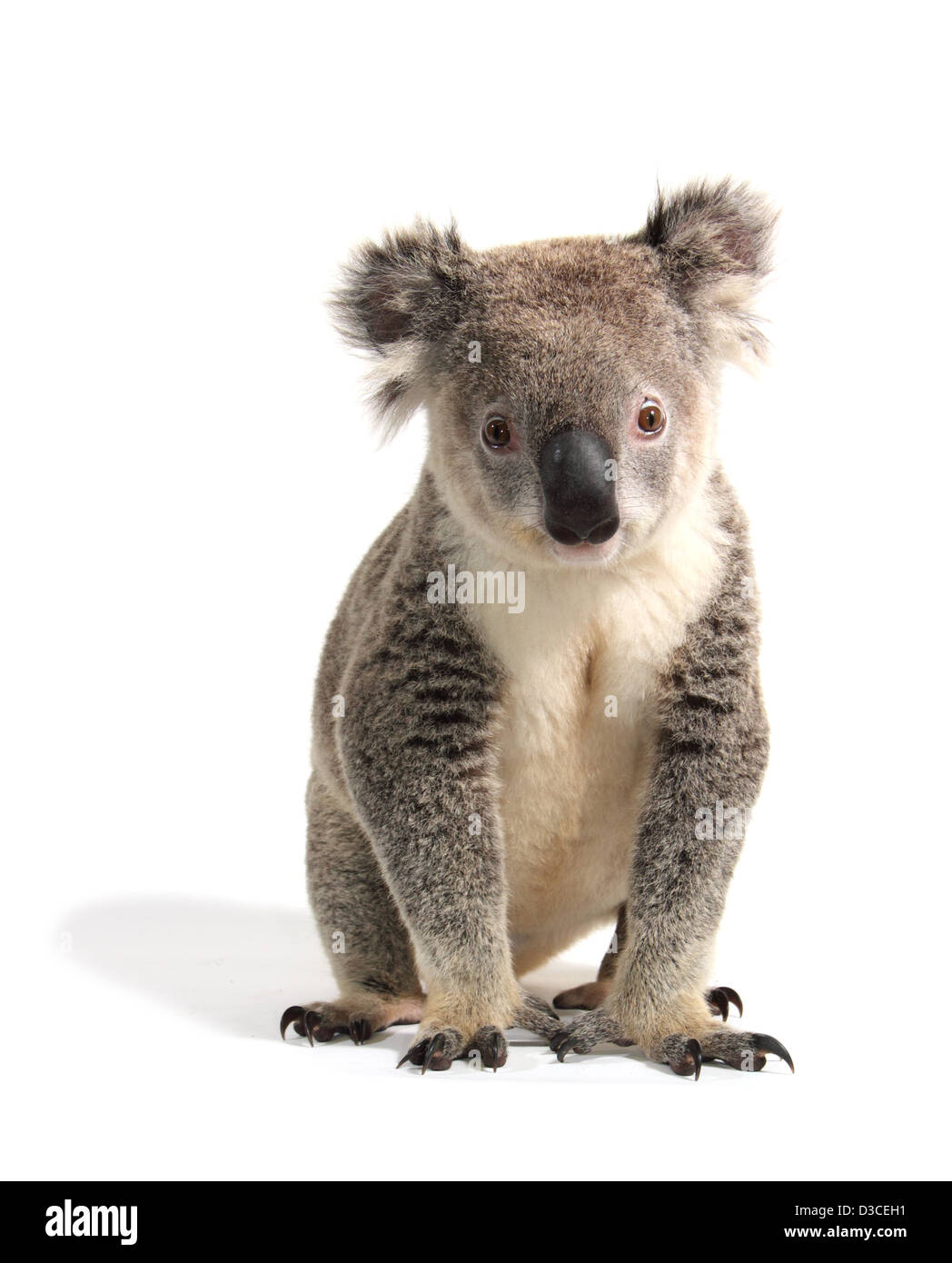 koala, single adult, photographed in a studio suitable for cut-out ...