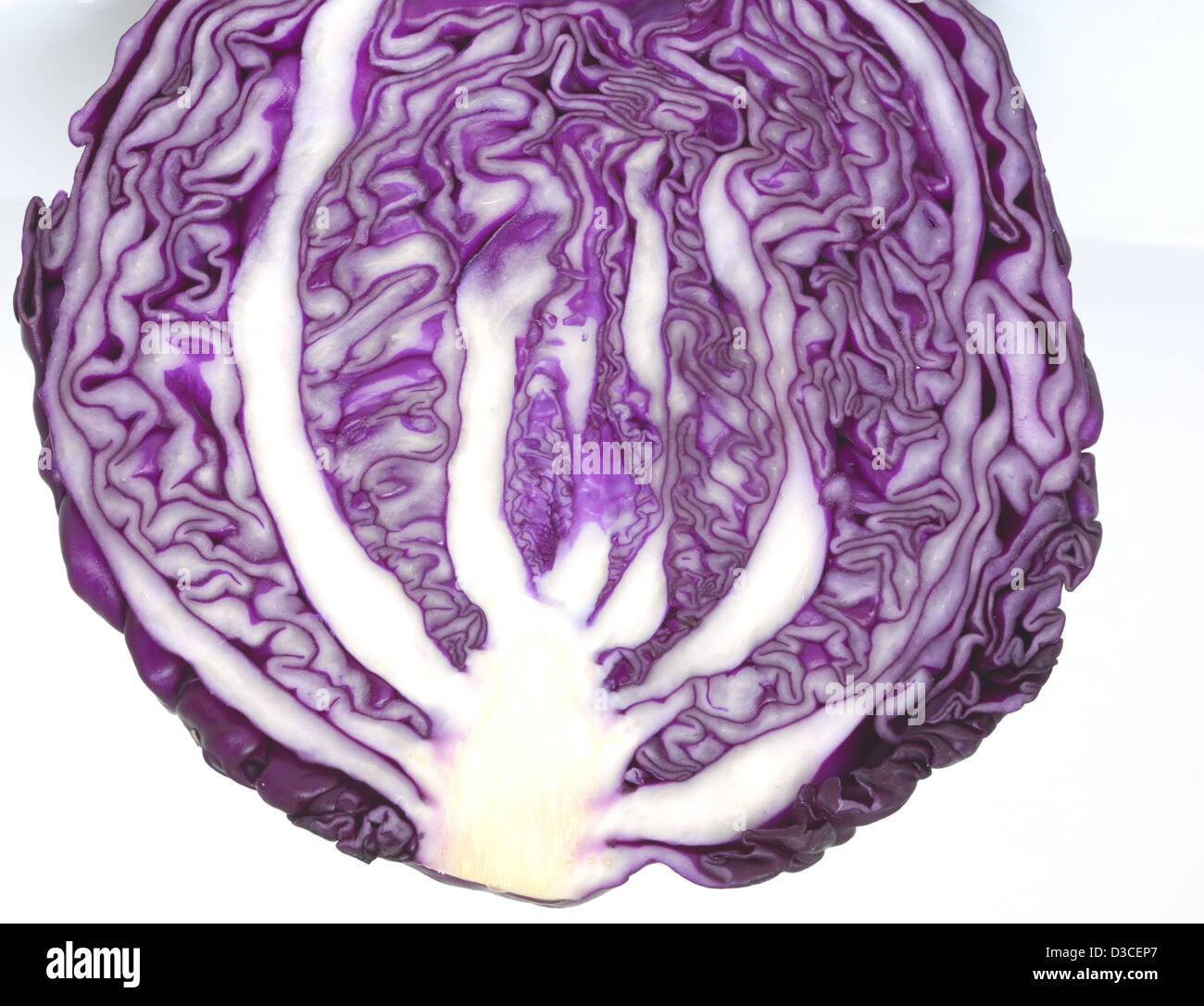 Sliced Red Cabbage Stock Photo - Alamy Sliced Red Cabbage Stock Photo - Alamy