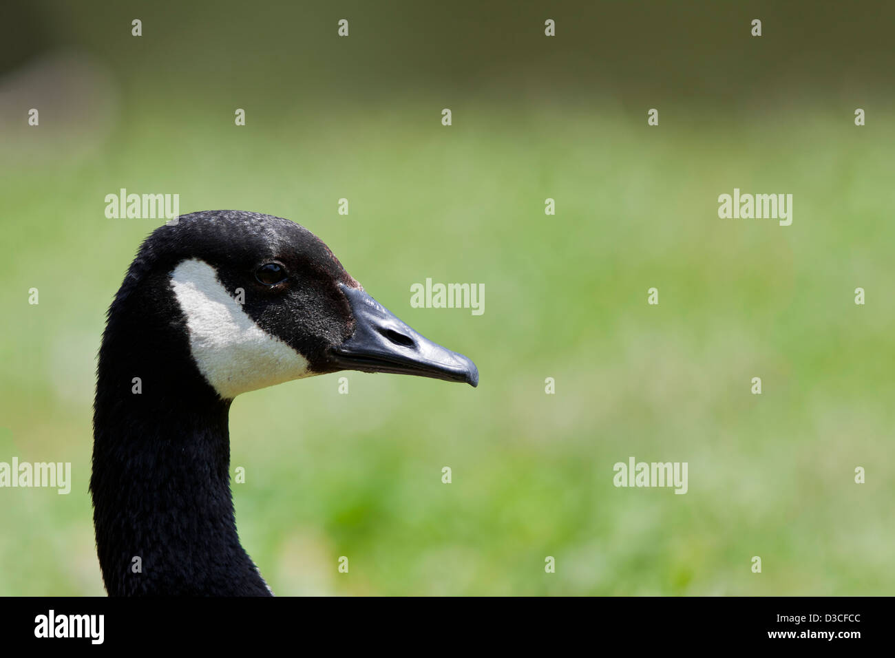 Canada geese nature bird image hi-res stock photography and images - Alamy