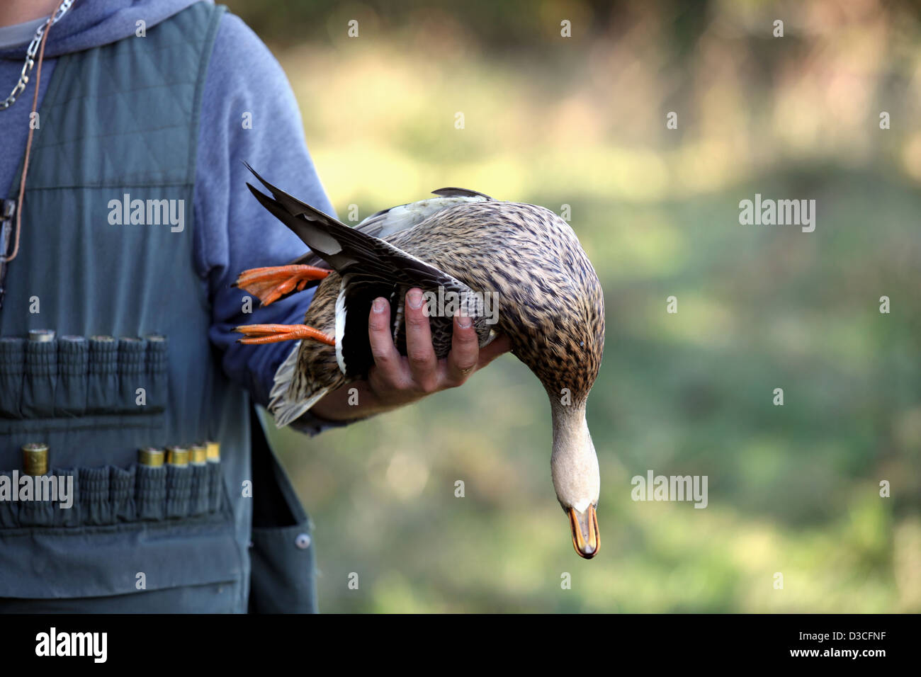 Dead duck rifle hi-res stock photography and images - Alamy