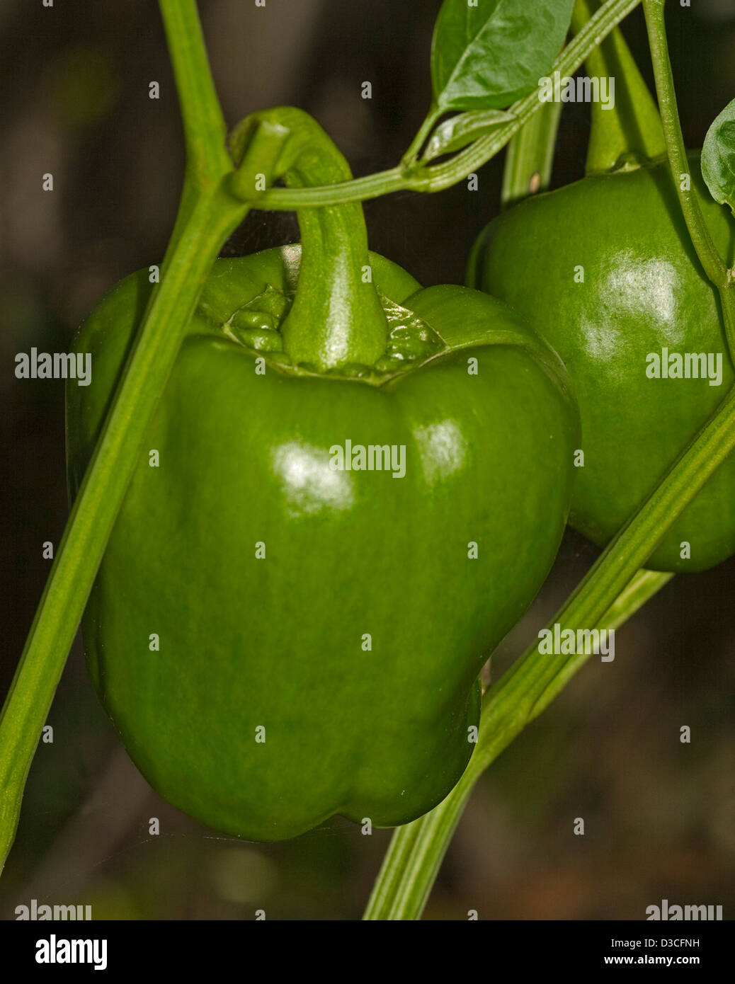 Growing capsicum hi-res stock photography and images - Alamy