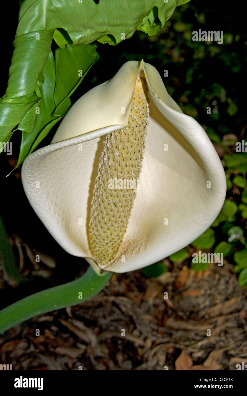 Large fruit and surrounding white spathe of Monstera deliciosa ...