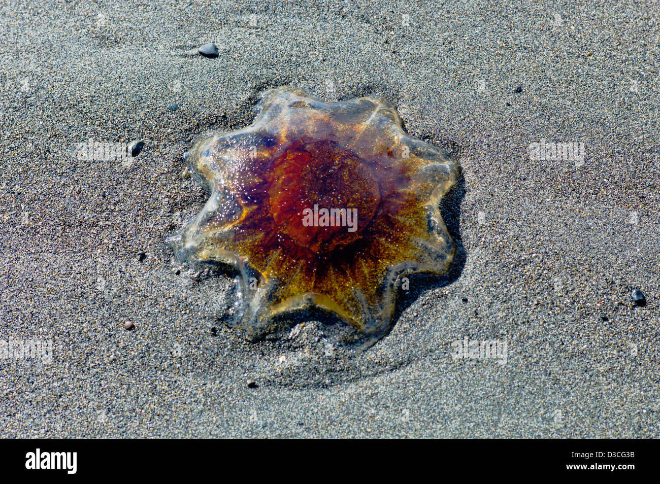 Alaskan jellyfish hi-res stock photography and images - Alamy