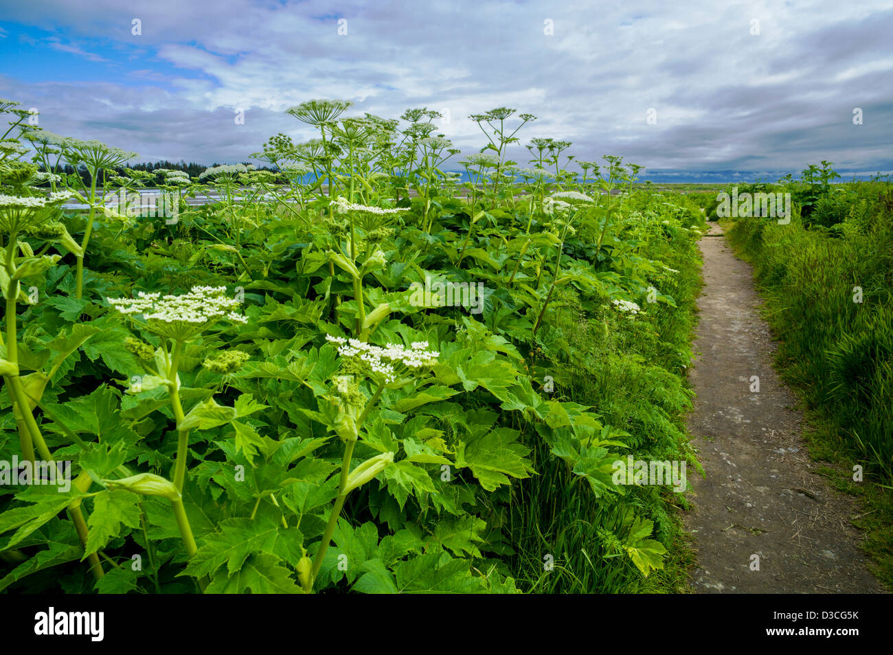 Cow Parsnip (Heracleum lanatum, Parsley, Apiaceae) along Beluga Slough ...