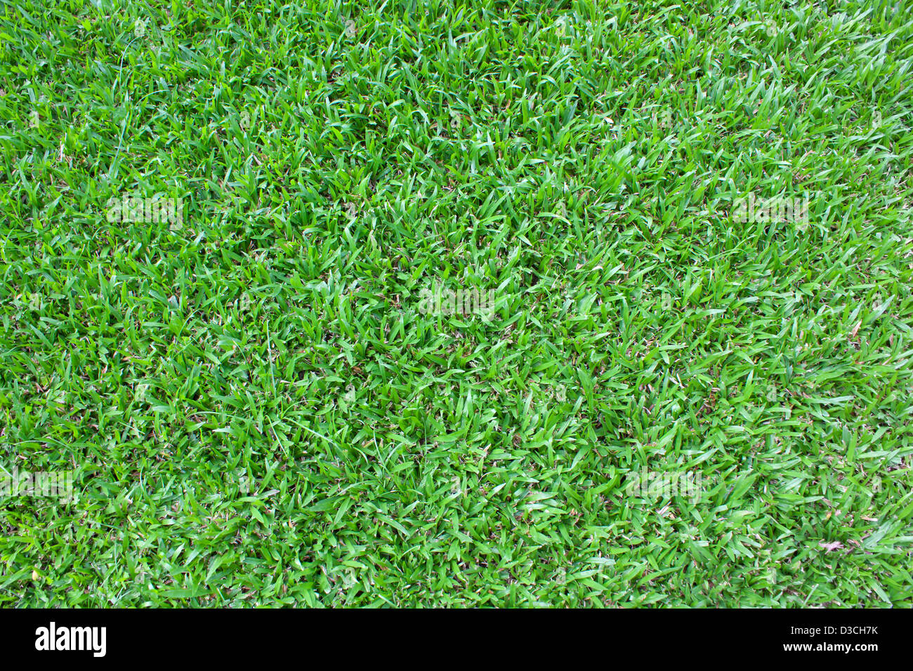 Beautiful green grass texture from golf course Stock Photo - Alamy