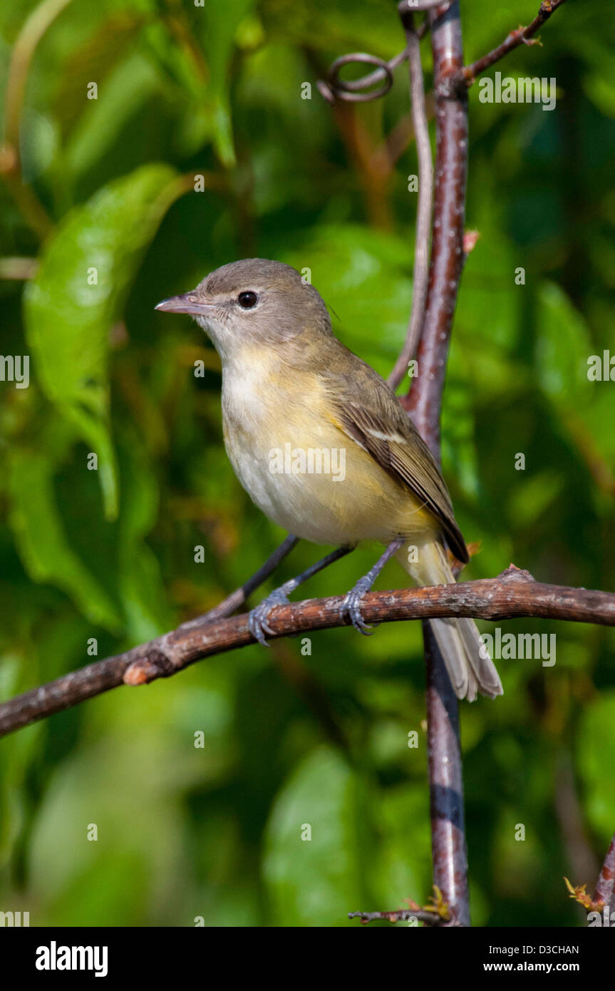 Bell's Vireo Vireo bellii arizonae Prairie State Park, Missouir, United ...