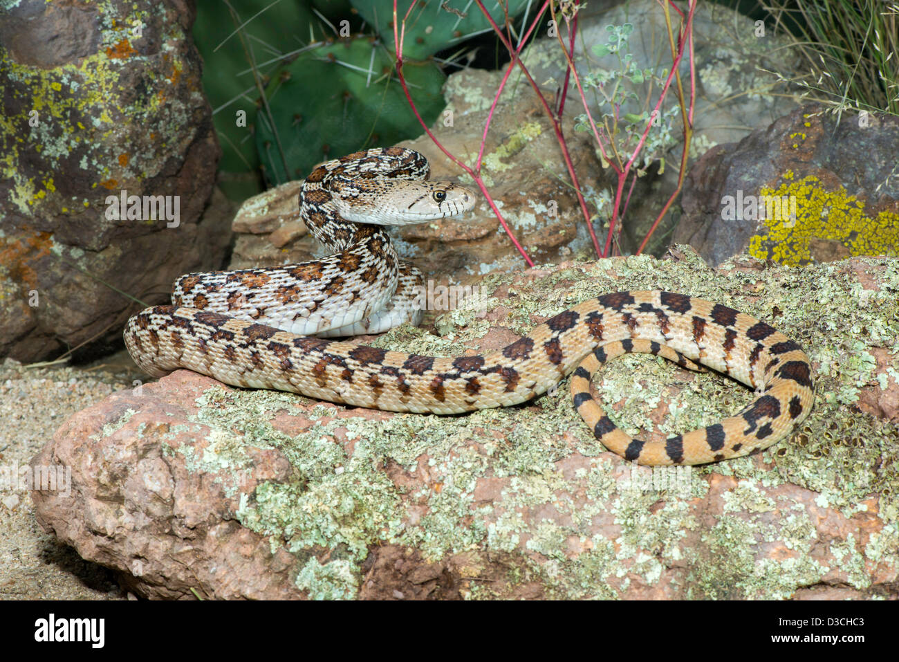 Gopher Snake Pituophis catenifer Dragoon Mountains, Cochise County ...