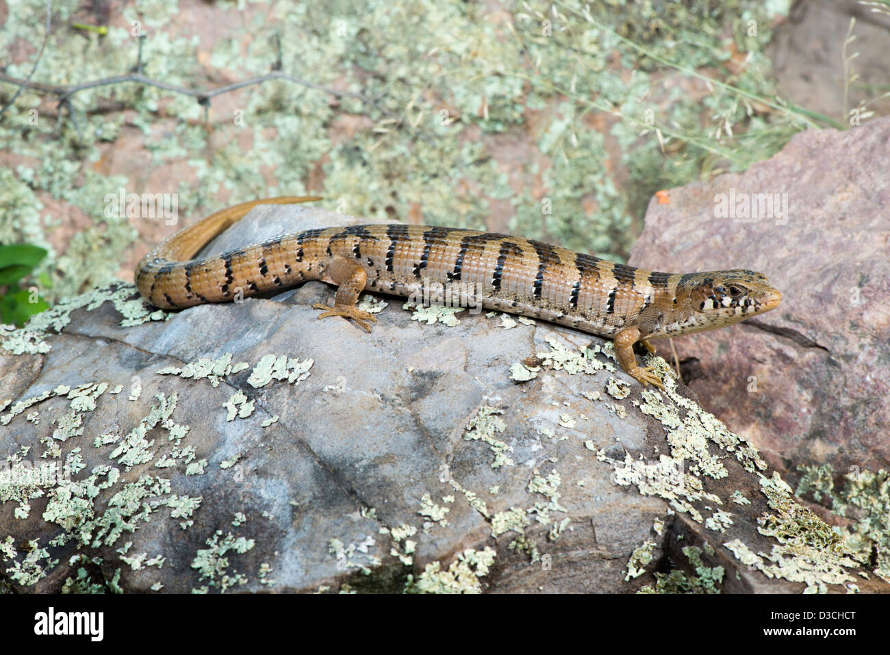Madrean Alligator Lizard Elgaria kingii nobilis Huachuca Mountains ...