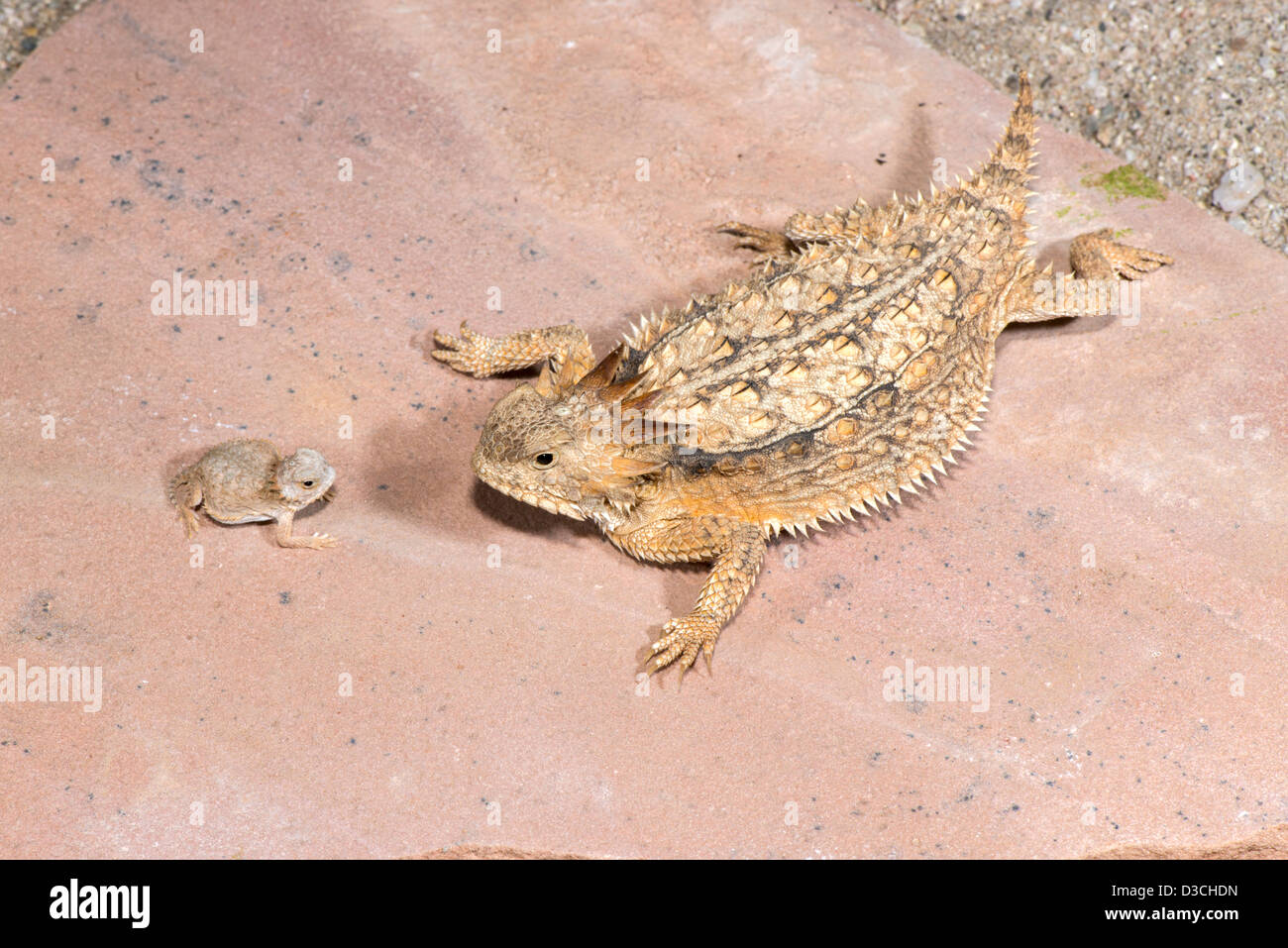 Regal Horned Lizard Blood