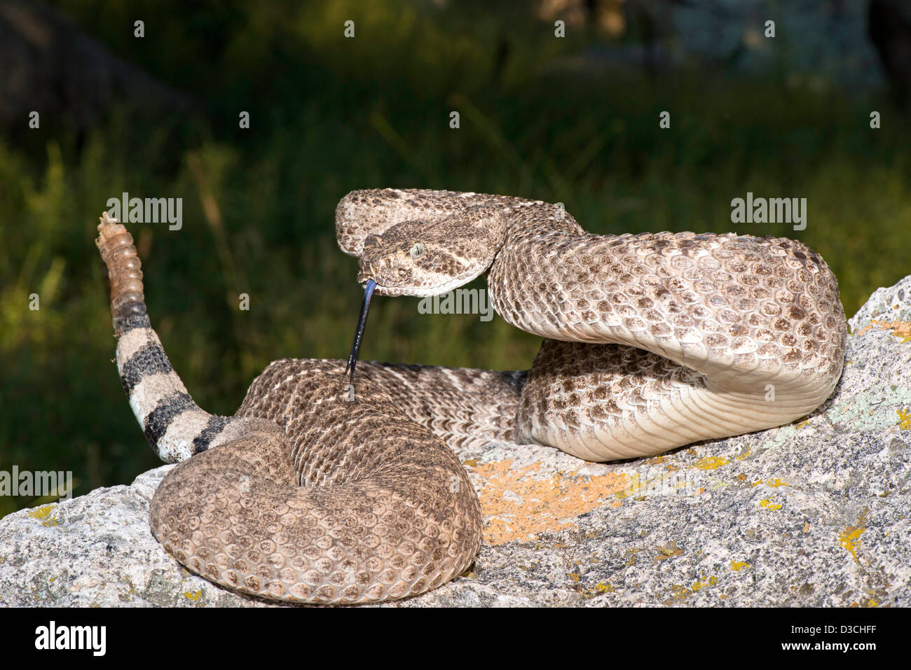 Diamondback rattlesnake fang hi-res stock photography and images - Alamy
