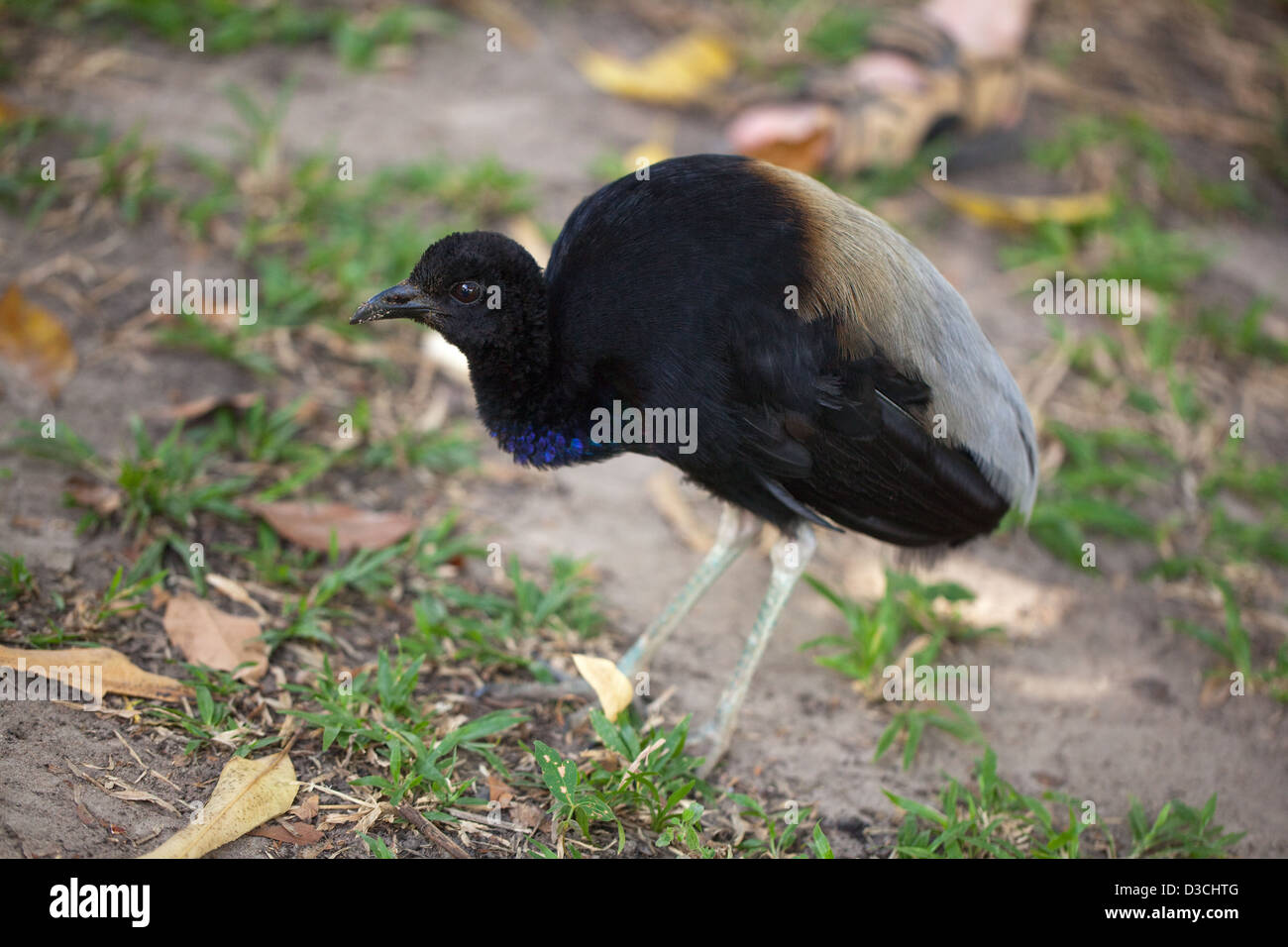Grey-winged Trumpeter (Psophia crepitans). Gregarious ground living ...