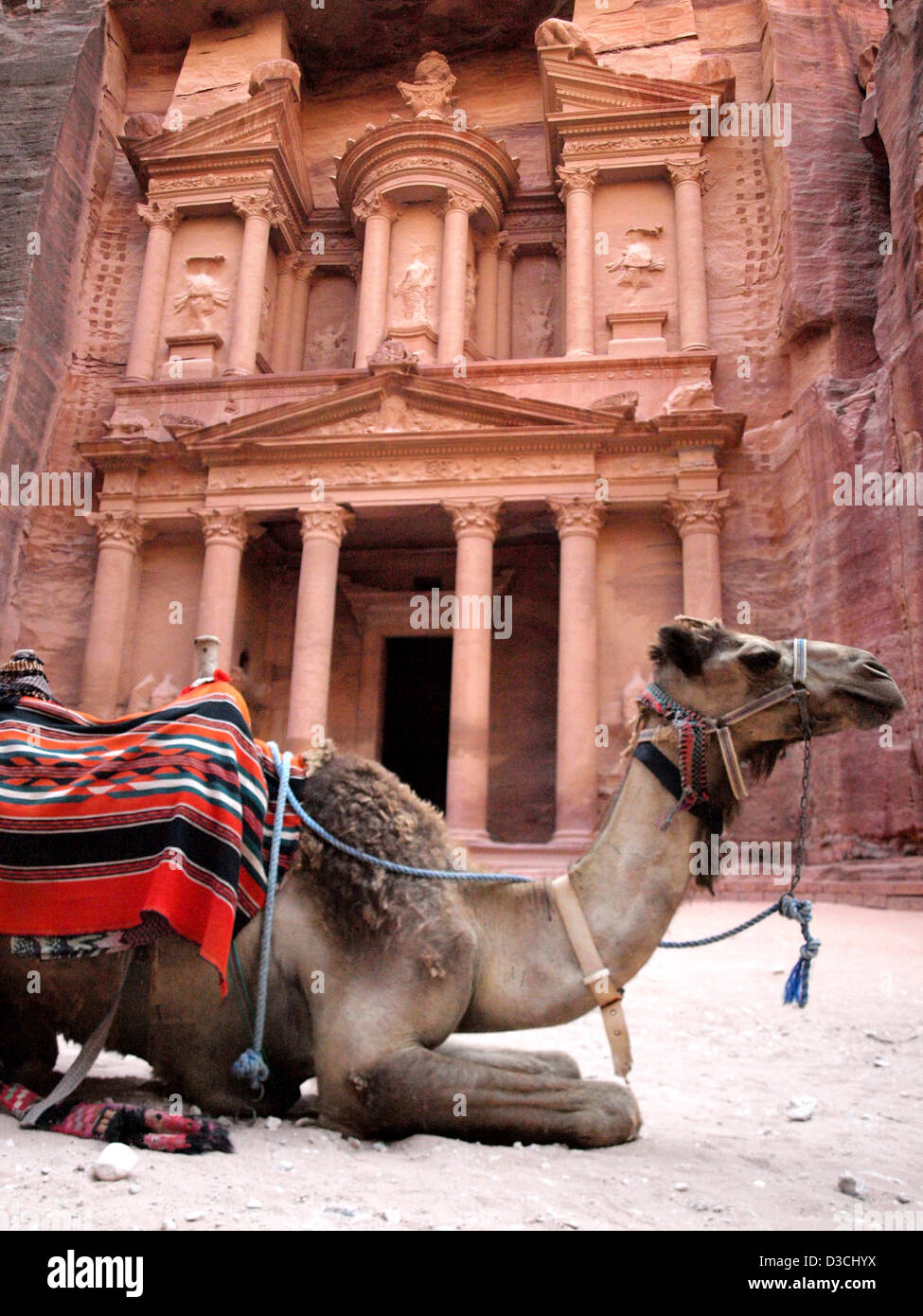 Camel in Front Of the Treasury (Al Khazneh) Ruins, Petra, Jordan Stock ...