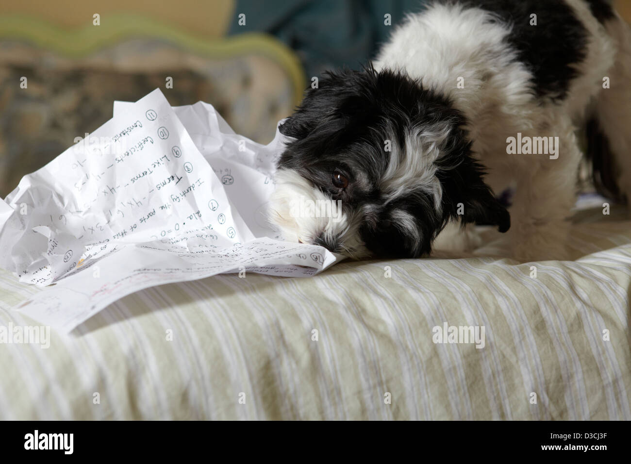 Havanese dog hi-res stock photography and images - Alamy
