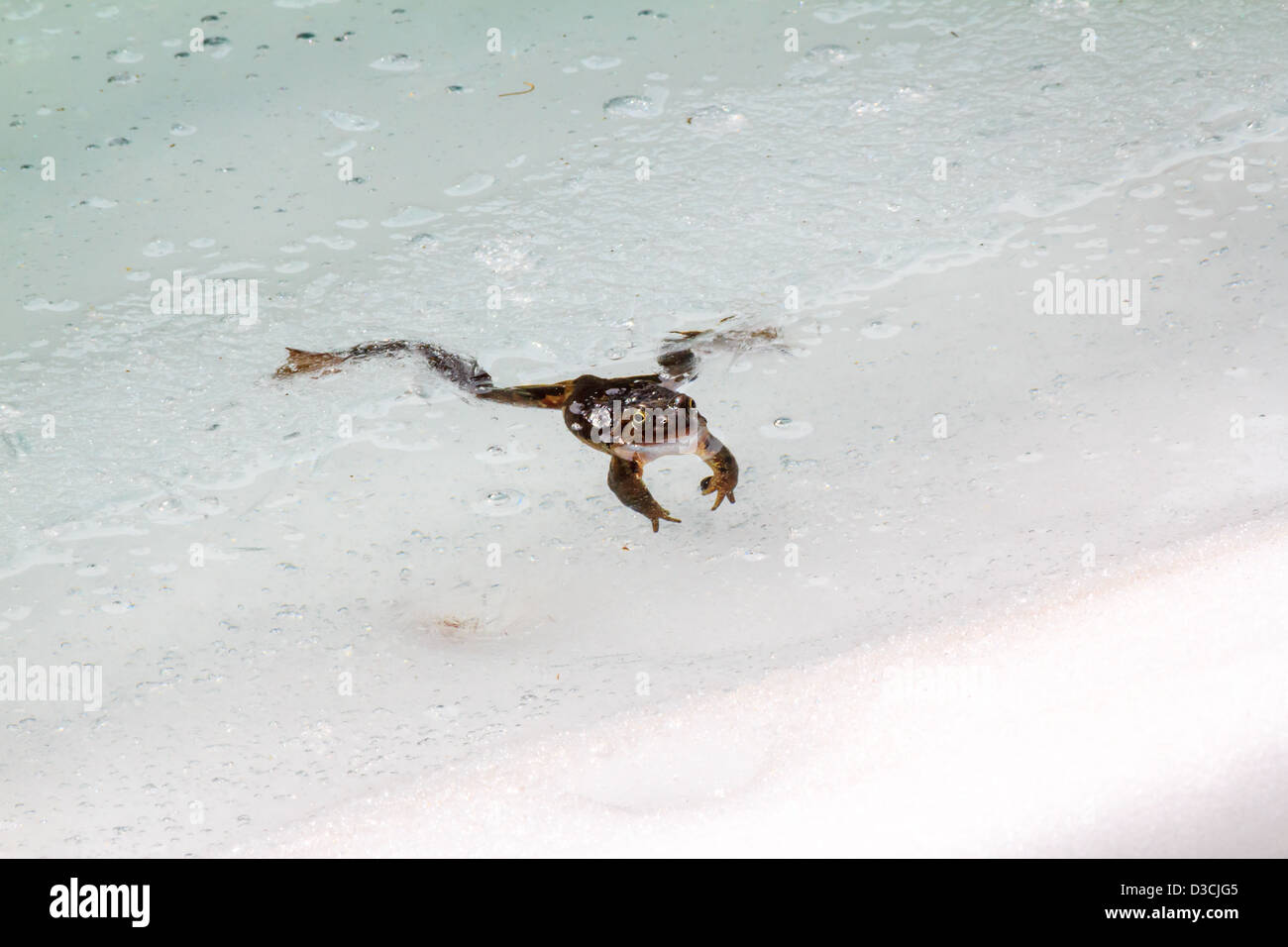 A small green frog trapped in ice, thawing in the spring melt Stock ...