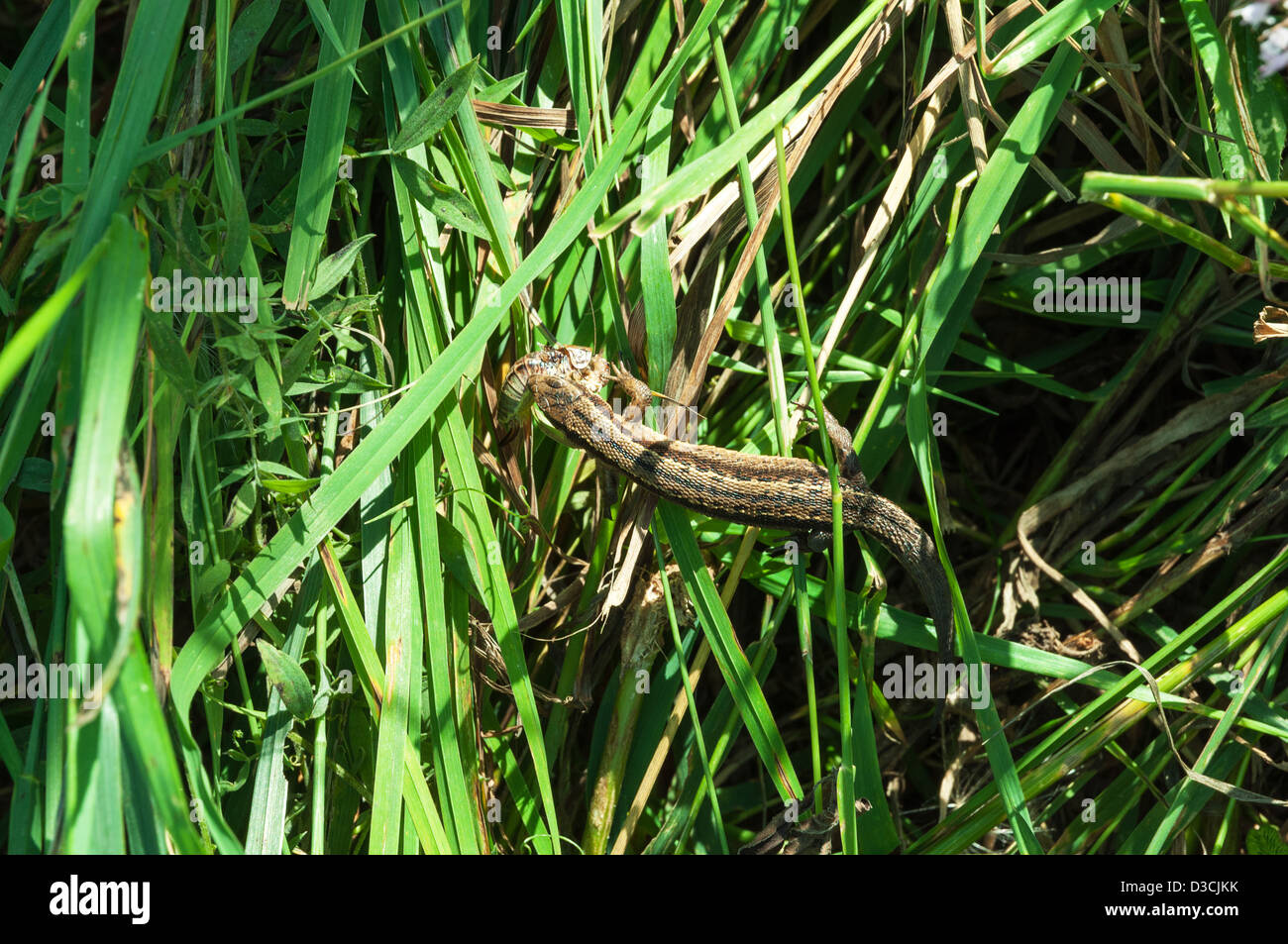 Exotic grasshopper hi-res stock photography and images - Alamy