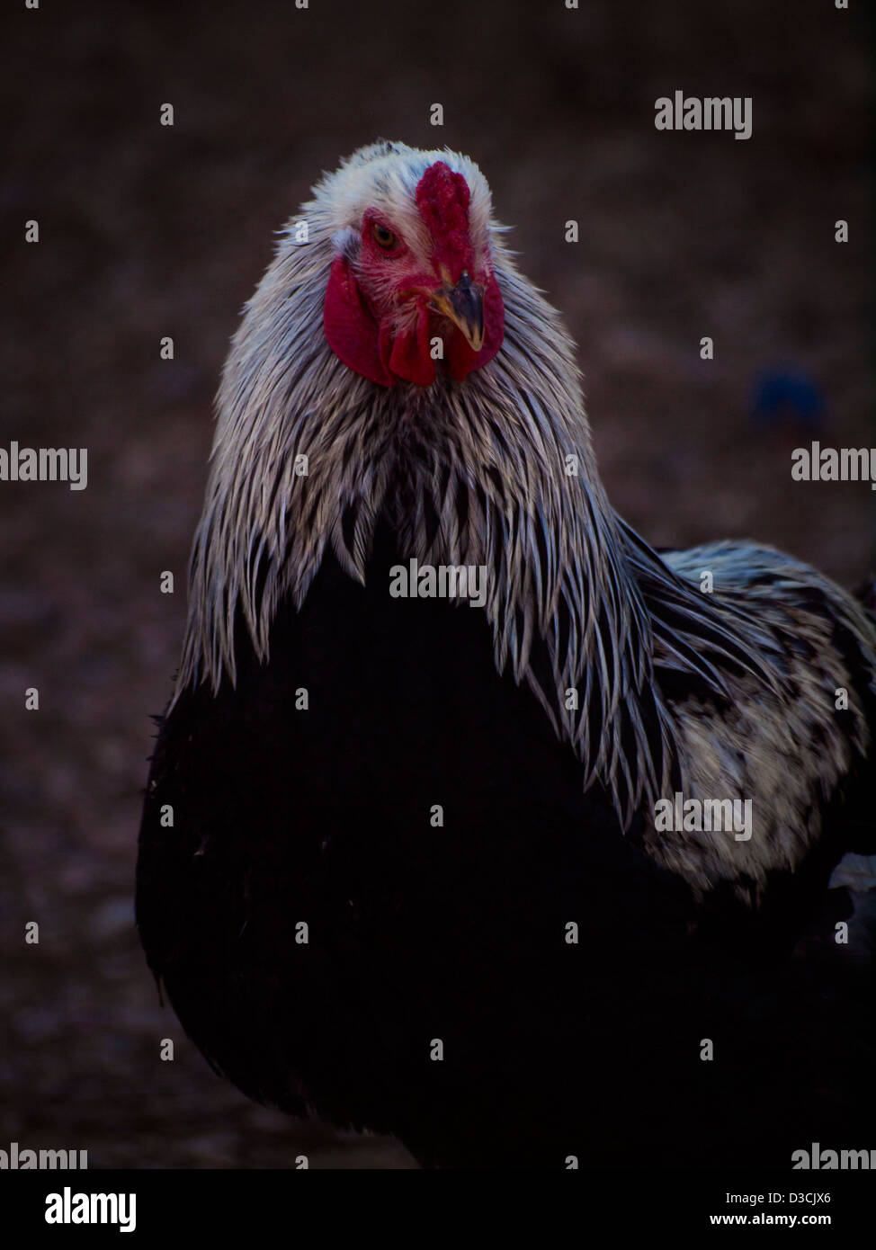 Free range foraging chicken at an organic farm Stock Photo - Alamy