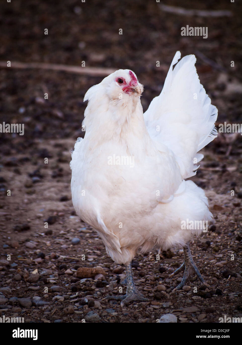 Free range foraging chicken at an organic farm Stock Photo - Alamy