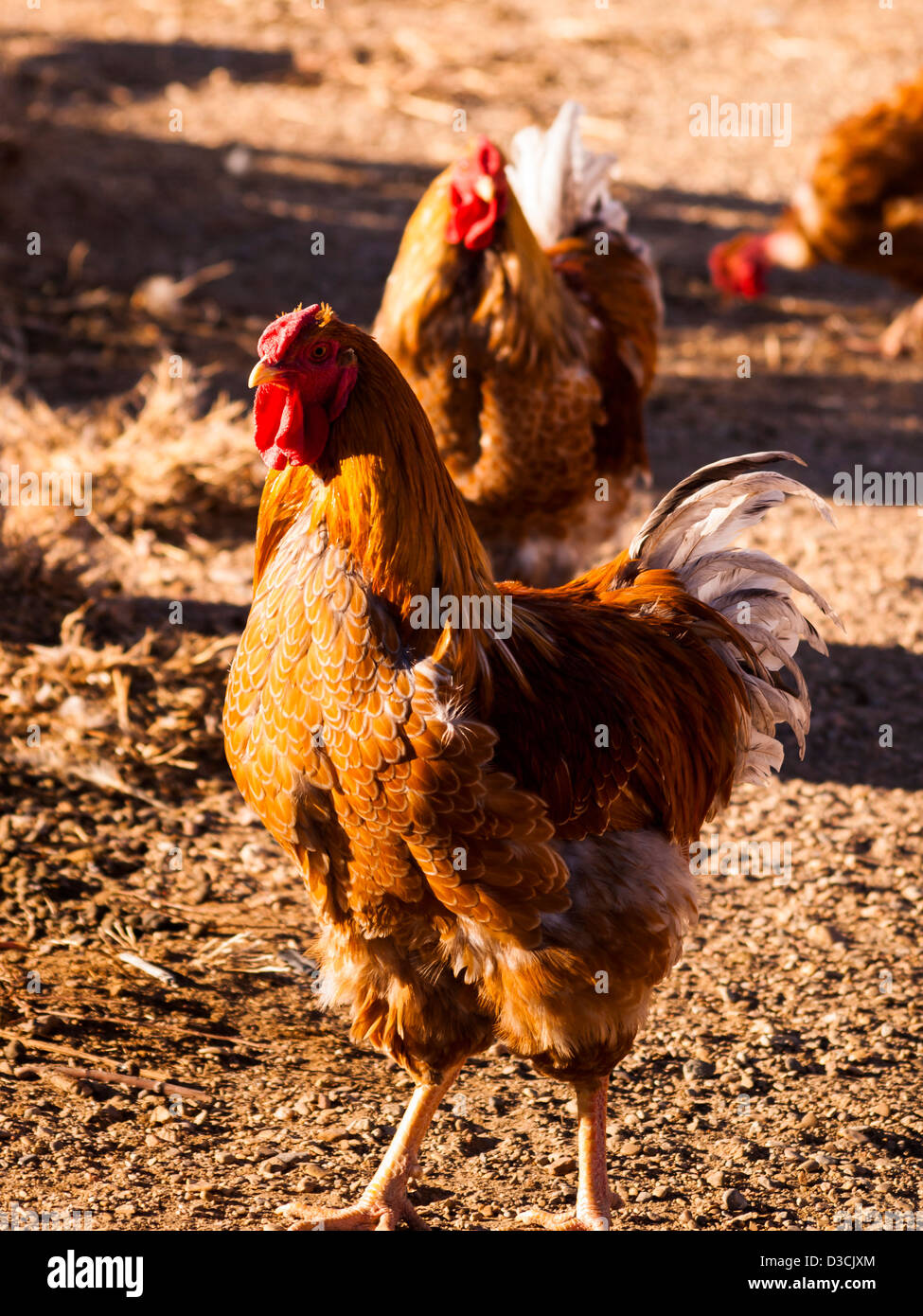 Free range foraging chicken at an organic farm Stock Photo - Alamy