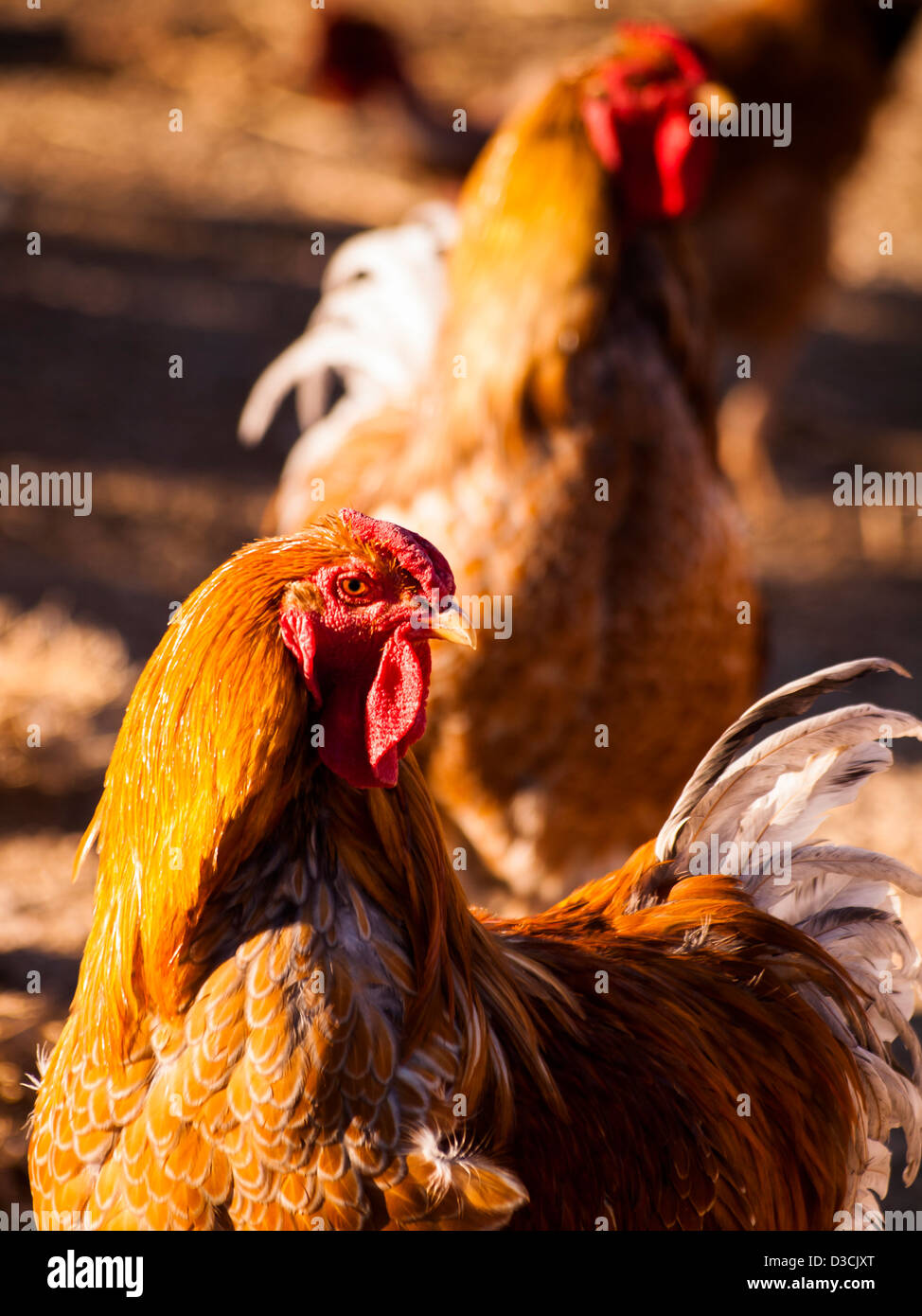 Free range foraging chicken at an organic farm Stock Photo - Alamy