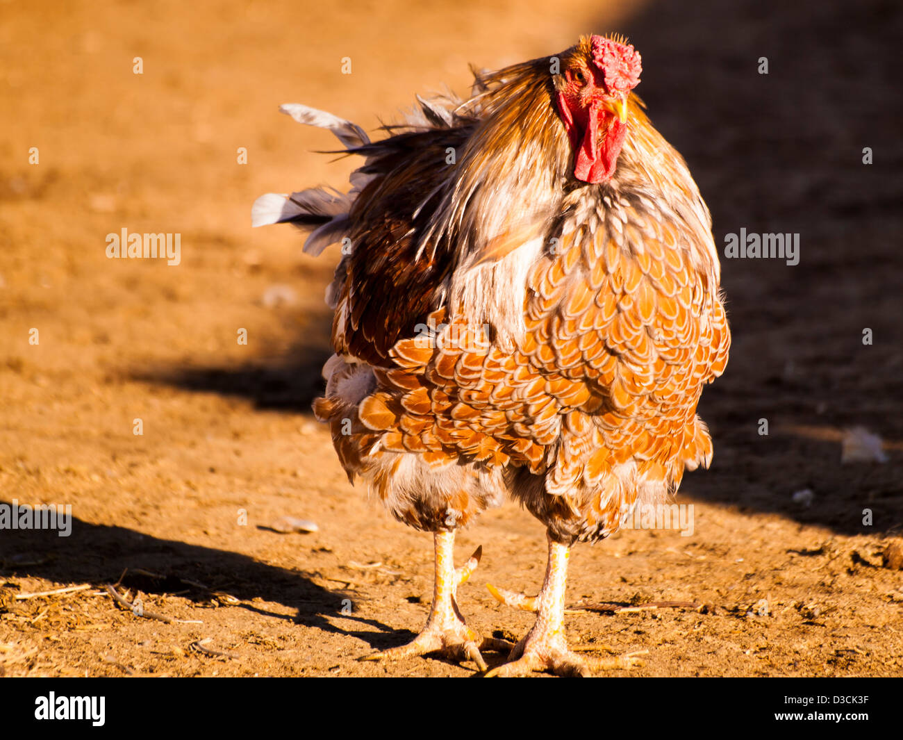 Free range foraging chicken at an organic farm Stock Photo - Alamy